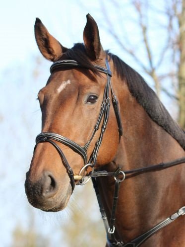 Trenser og tøjler til hesten